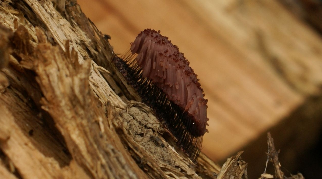 Learning from Nature: Kyocera’s Amoeba Management System | Systems ...